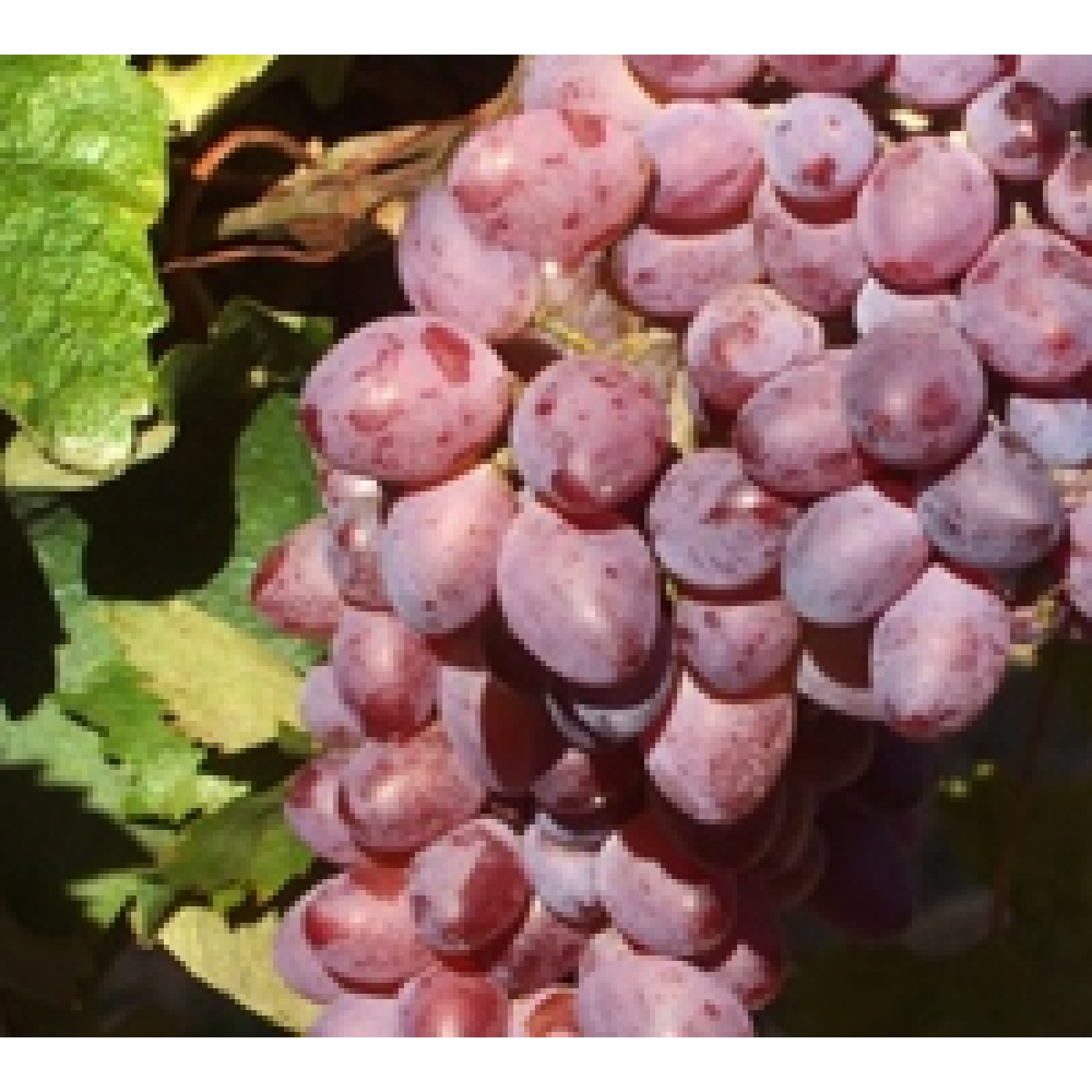 Vita de Vie - Tata Caprei Rosie | Semino.ro